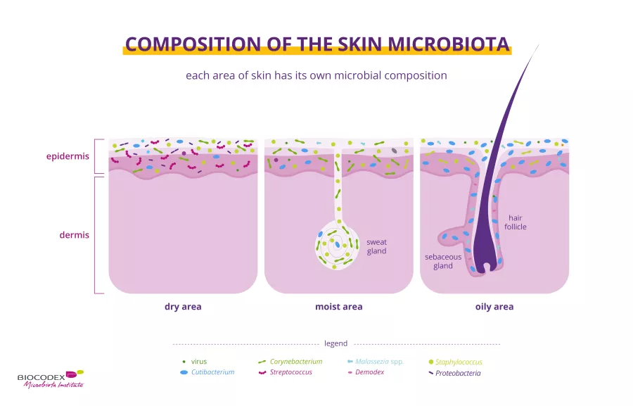 The skin microbiota | Content for the lay public | Microbiota institute